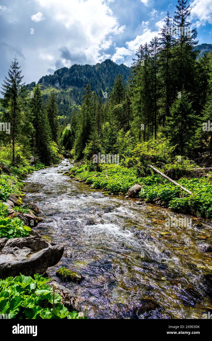 Koscieliska Dolina. Tatry. photo Wojciech Fondalinski Stock Photo - Alamy