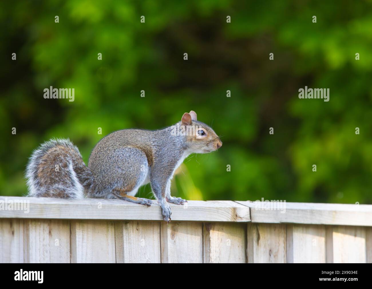 Grey Squirrel in rural setting Stock Photo - Alamy