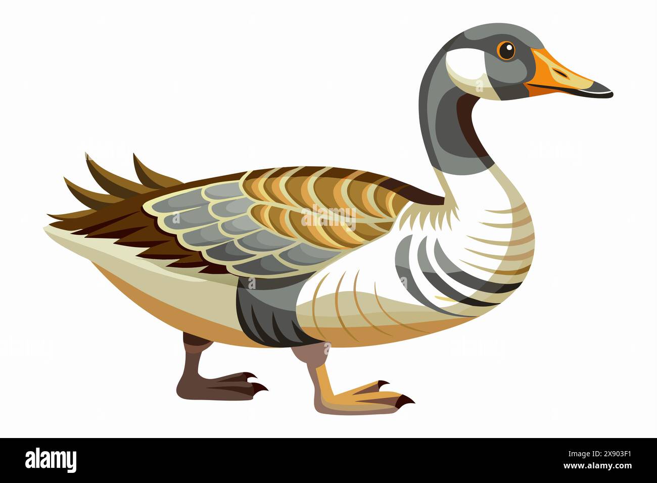 Canadian goose with detailed feathers isolated on white background ...