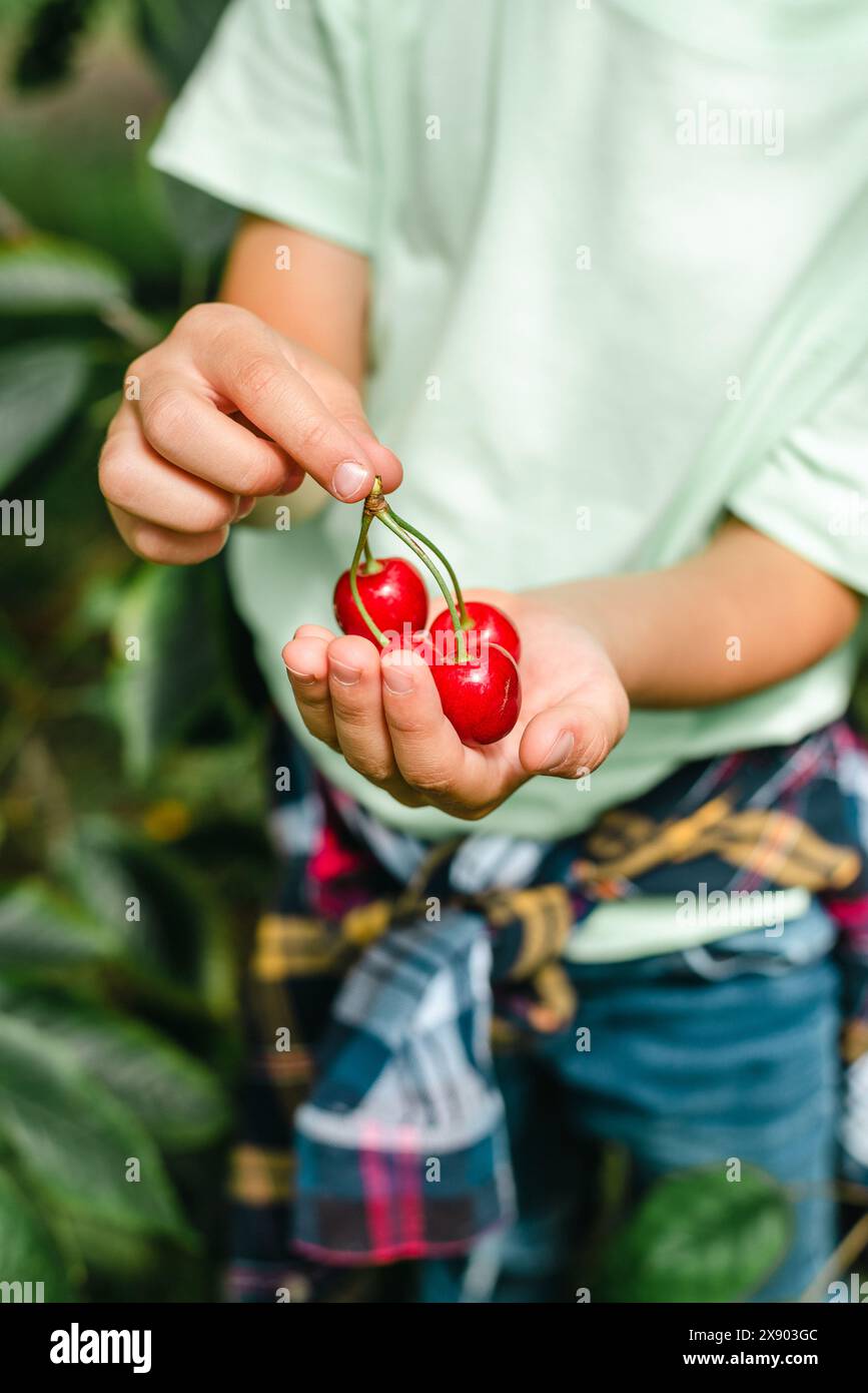 A boy picking cherries in the orchard. Hands hold cherries close up ...