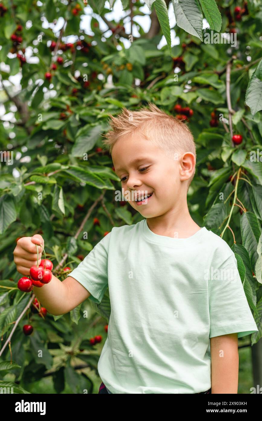 Candid portrait of a boy in the orchard during cherries harvesting ...