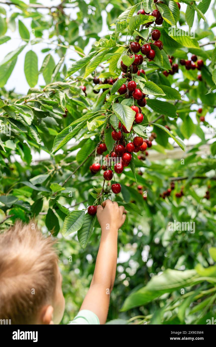 Candid portrait of a boy in the orchard during cherries harvesting ...