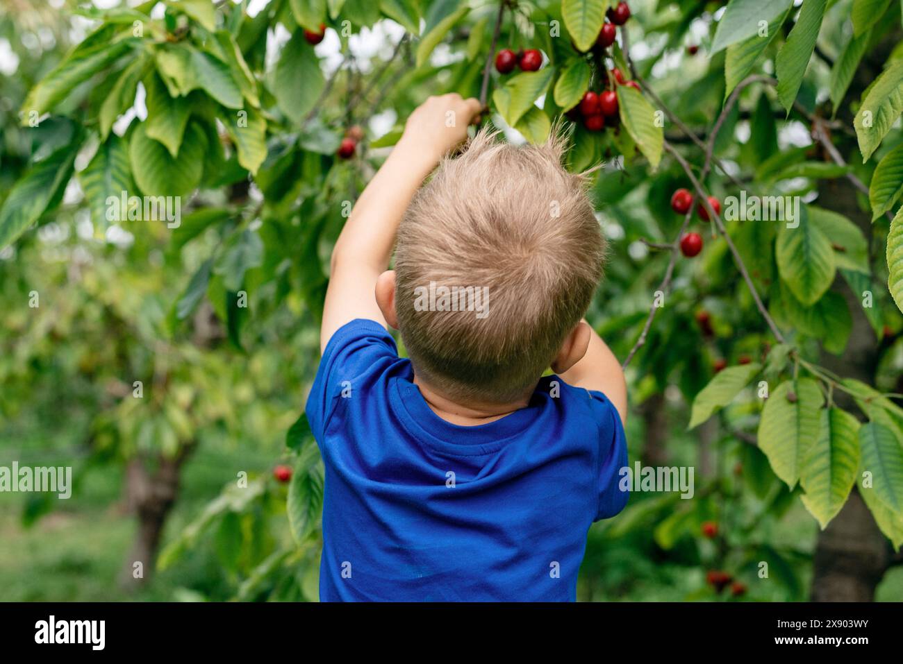 A boy picking cherries in the orchard Stock Photo - Alamy