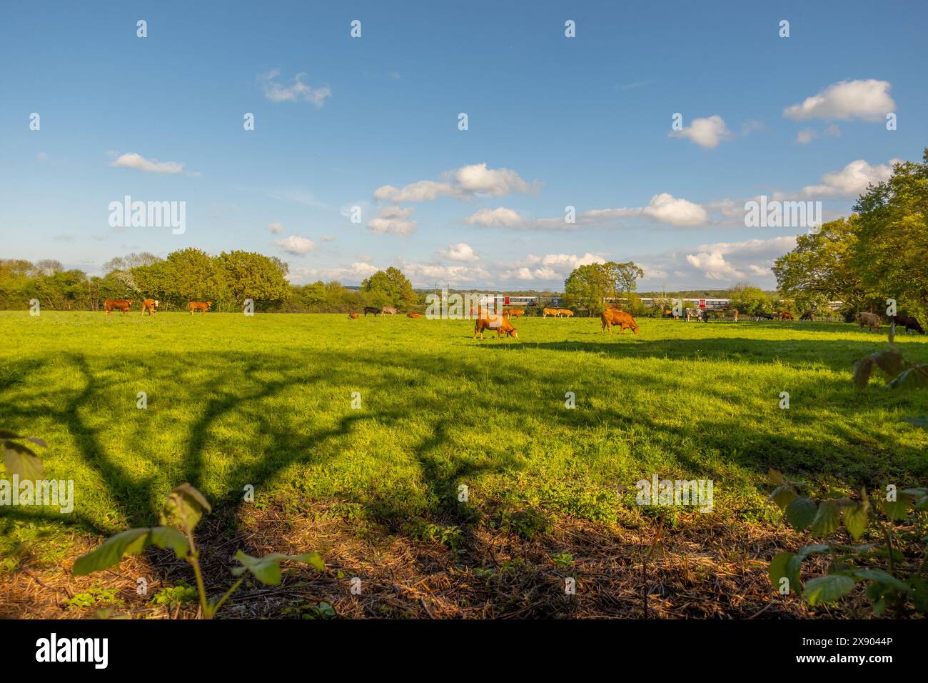 Cattle in fields next to the railway line at Margaretting Essex Stock ...
