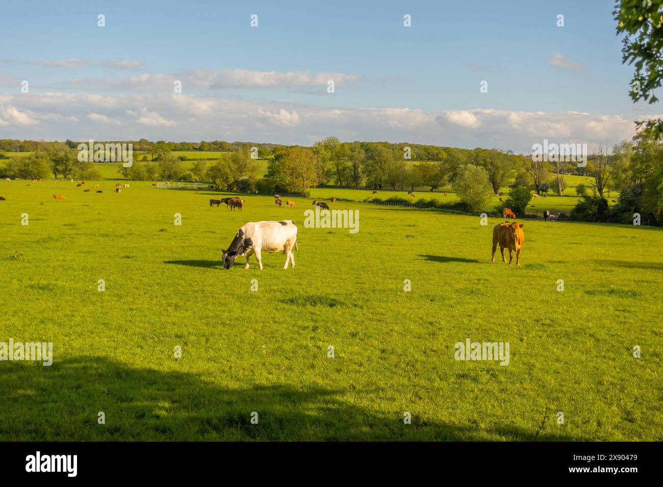 Cattle in fields at Margaretting Essex on a sunny spring day Stock ...