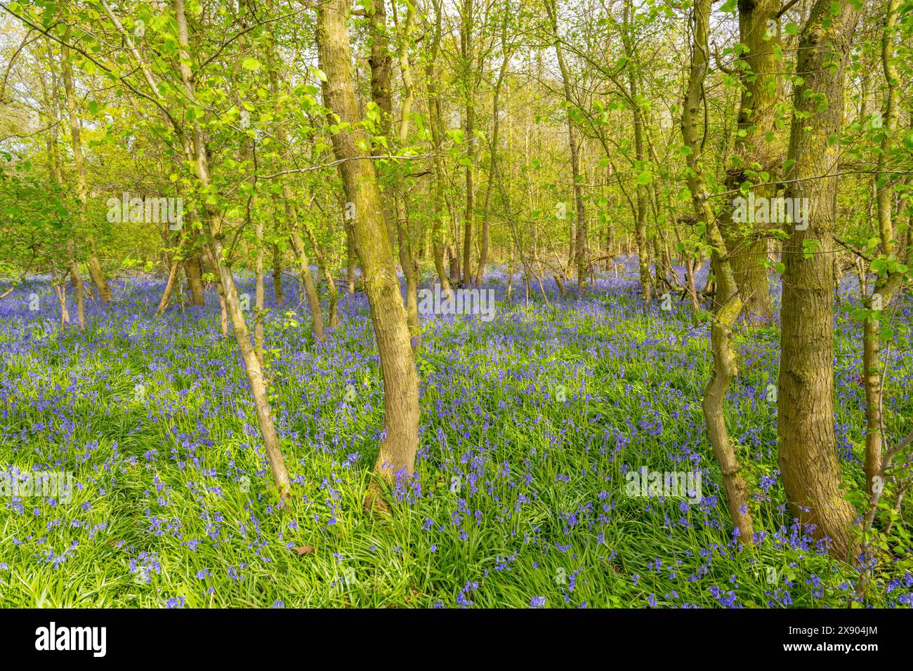 Bluebell woods between Fuller Street and Terling Essex Stock Photo - Alamy