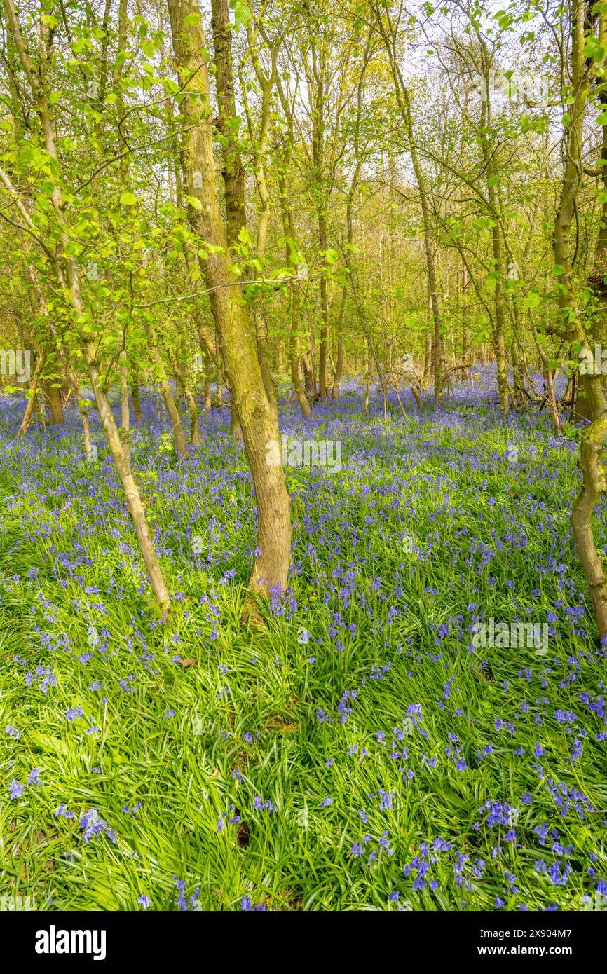 Bluebell woods between Fuller Street and Terling Essex Stock Photo - Alamy