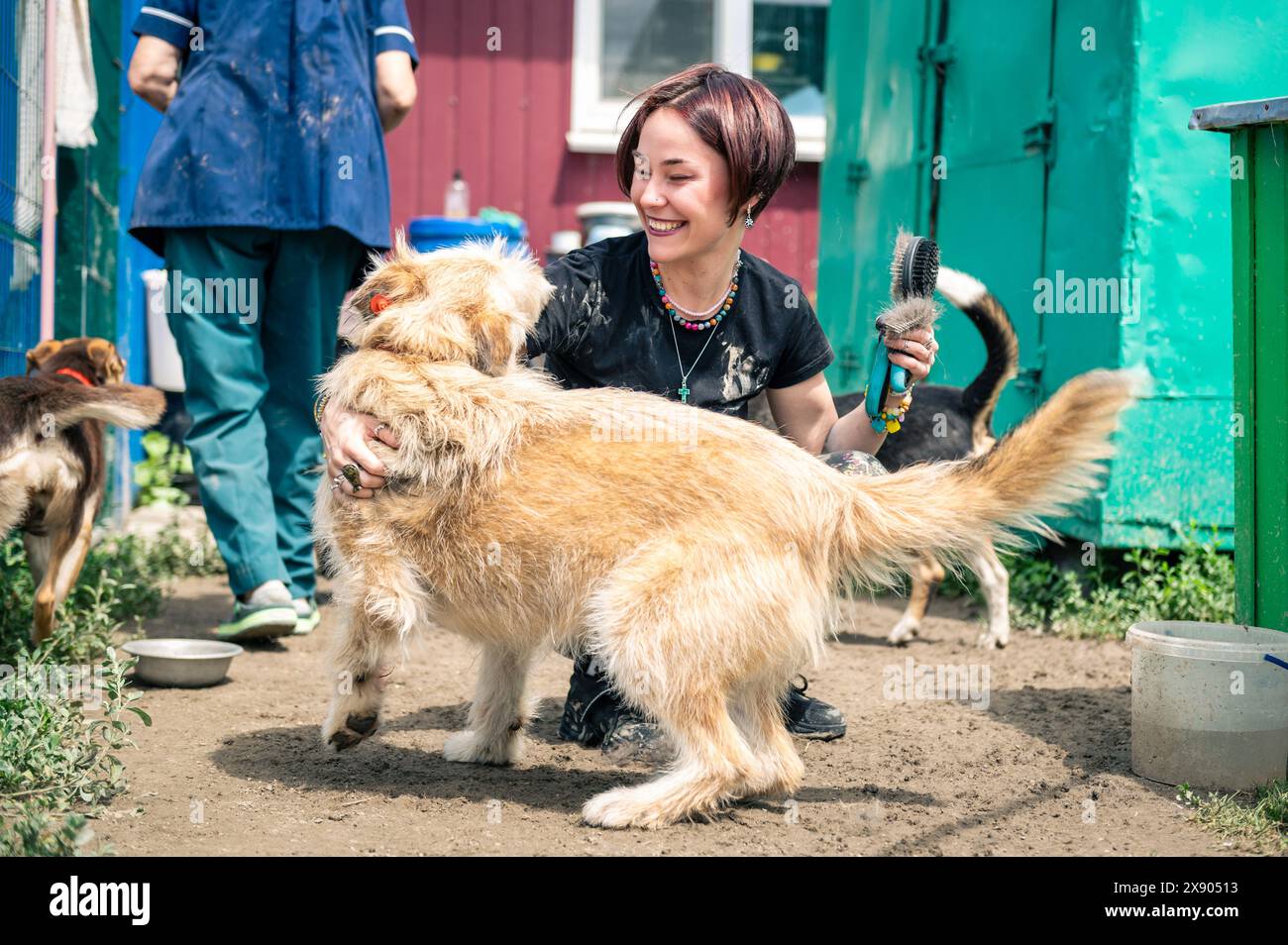 Dog at the shelter. Animal shelter volunteer takes care of dogs. Lonely ...