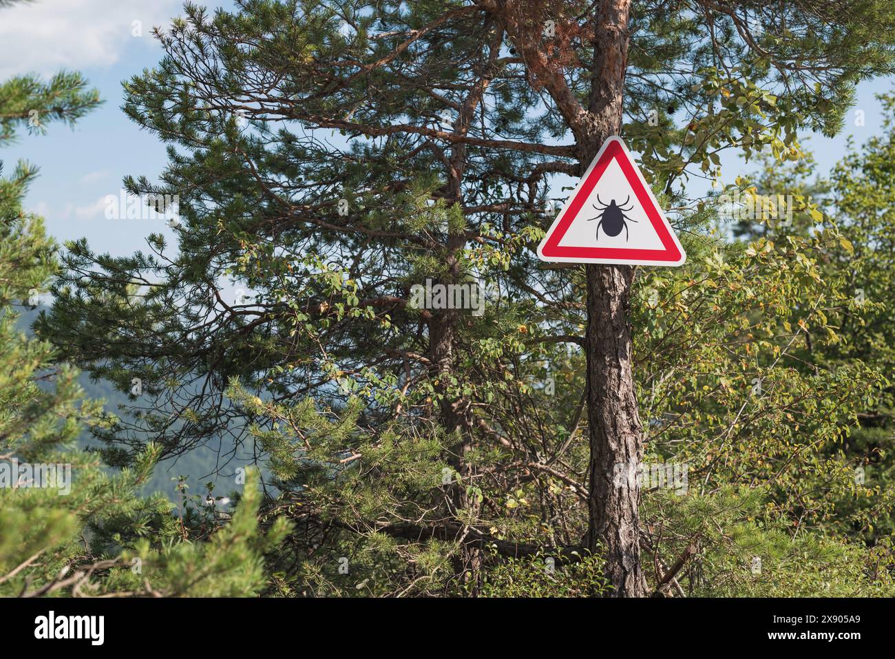 Tick parasite warning sign on the tree at a forest enter, in the ...