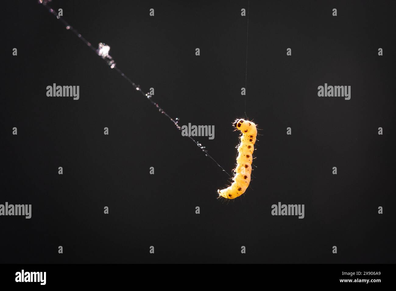 A Spindle Ermine caterpillar climbs its excreted thread in a south ...