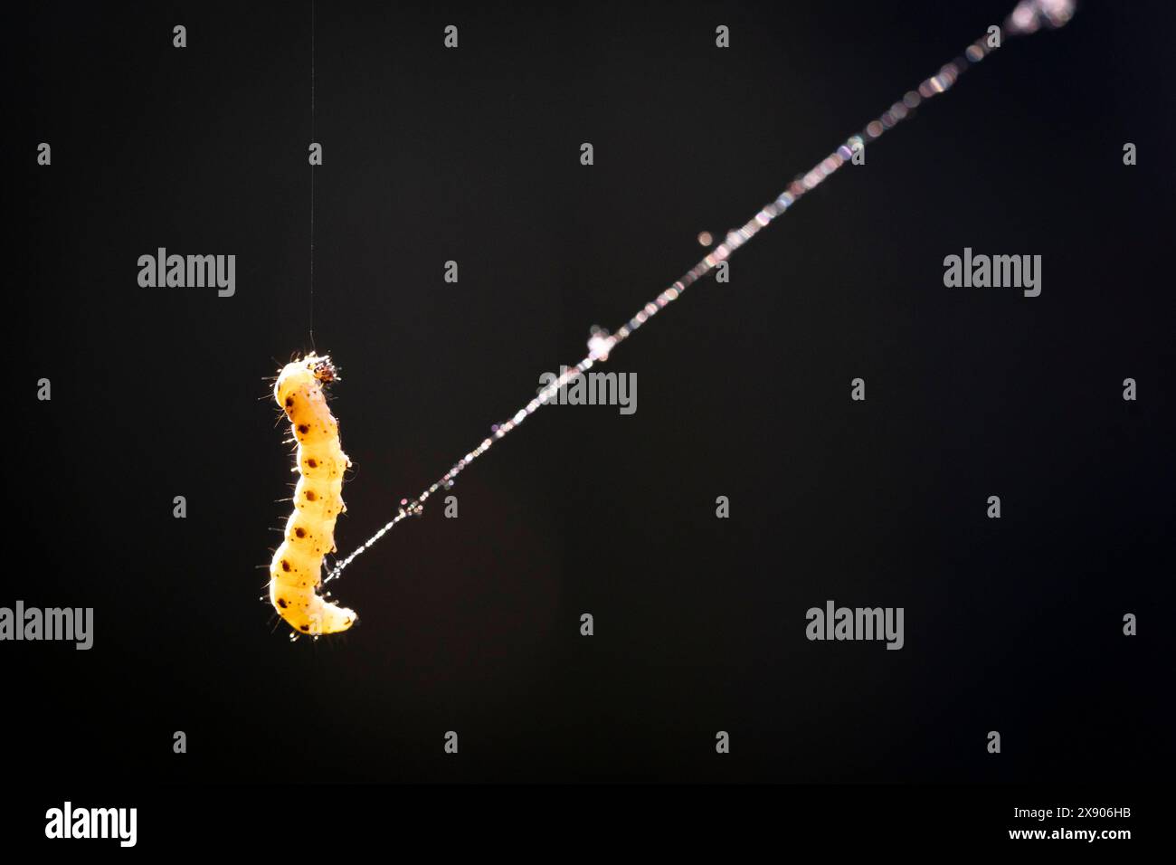A Spindle Ermine caterpillar climbs its excreted thread in a south ...