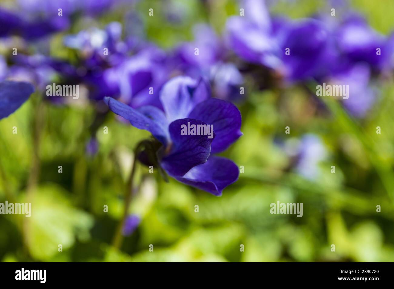 Blue viola flowers on a thin stems on a blurred green grass background ...