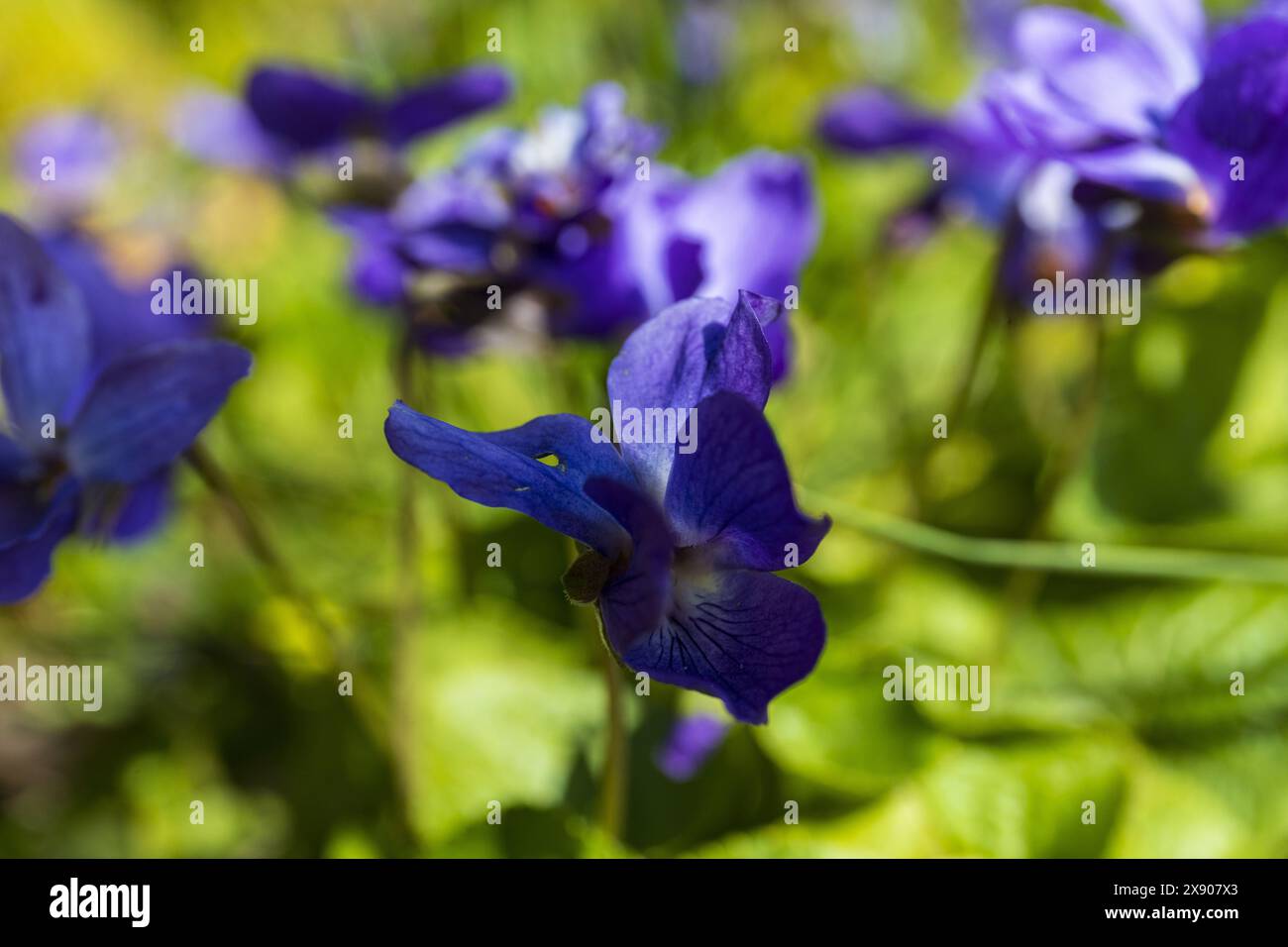 Blue viola flowers on a thin stems on a blurred green grass background ...