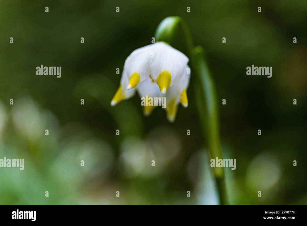 white snowdrop flower on a green stem against the sun on a blurred ...
