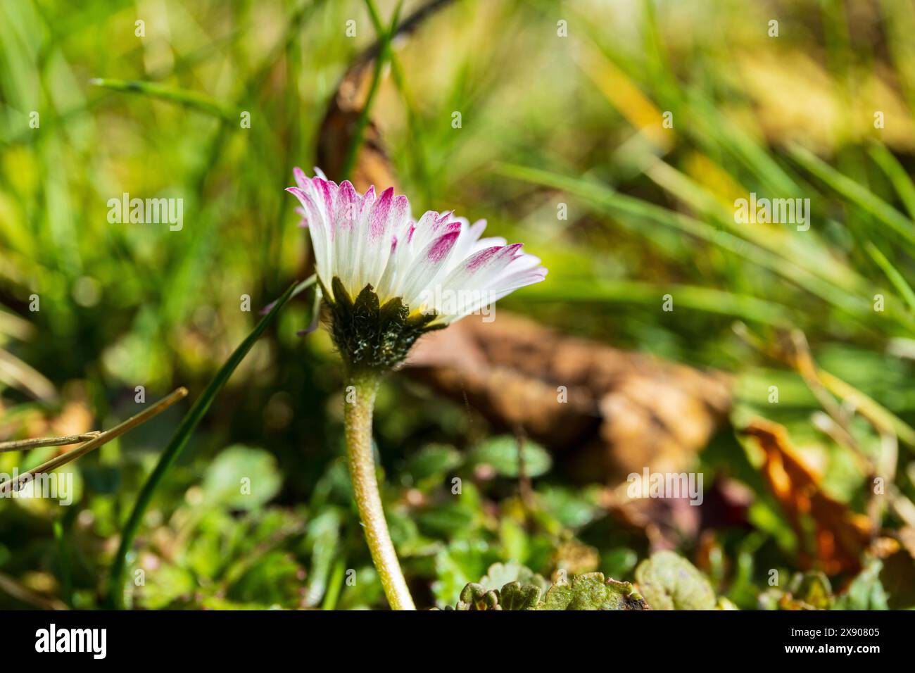 white pink daisy flower on a thin stem against the sun on a blurred ...