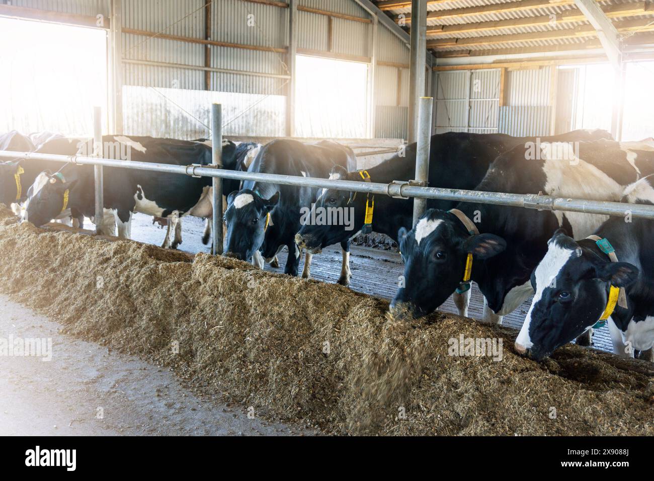 Dairyproduction hi-res stock photography and images - Alamy