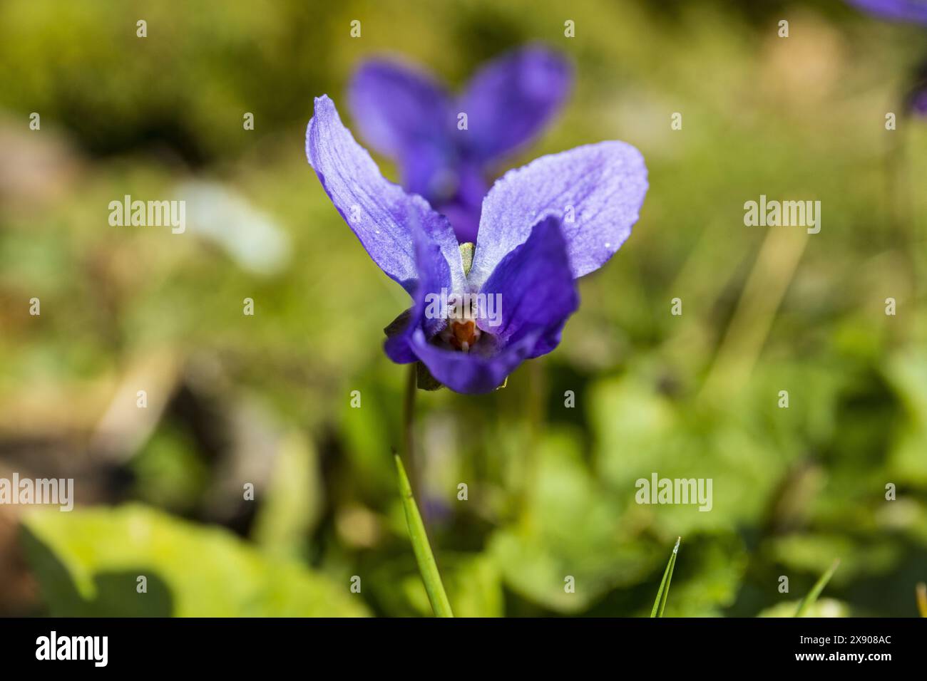Blue viola flower on a thin stem on a blurred green grass background ...