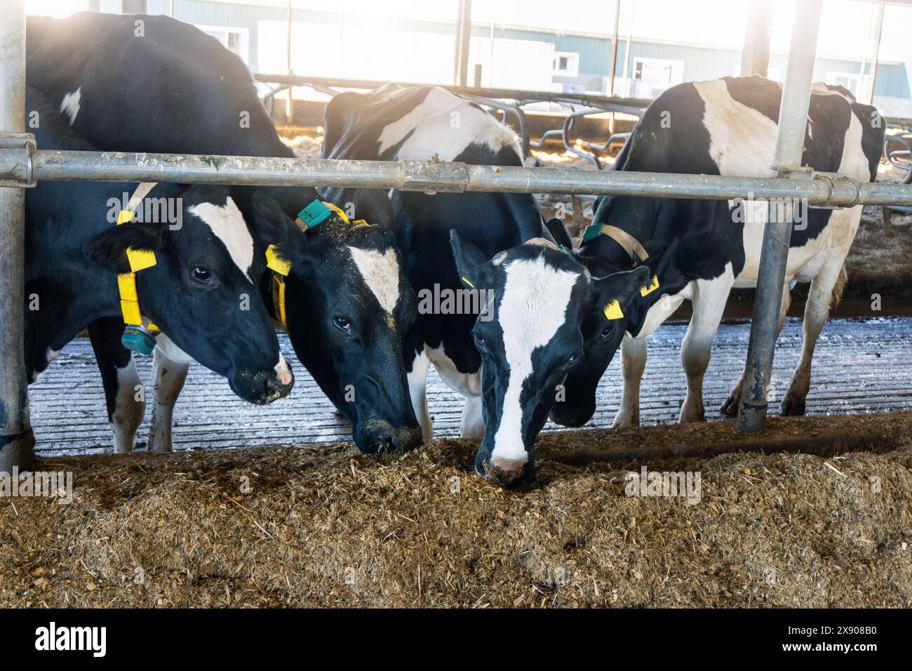 Dairyproduction hi-res stock photography and images - Alamy