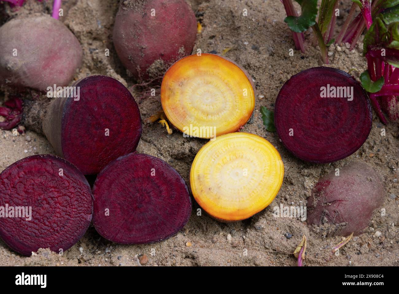 Burpee's golden beetroot hi-res stock photography and images - Alamy