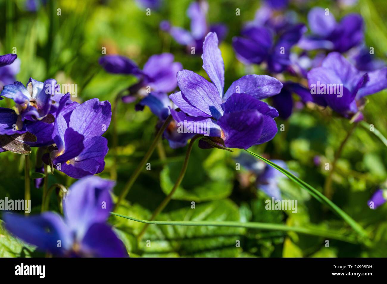 Blue viola flowers on a thin stems on a green grass background ...