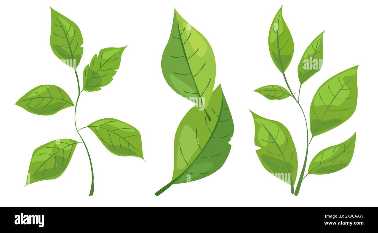 featuring eight different types of green leaves. Each leaf showcases ...