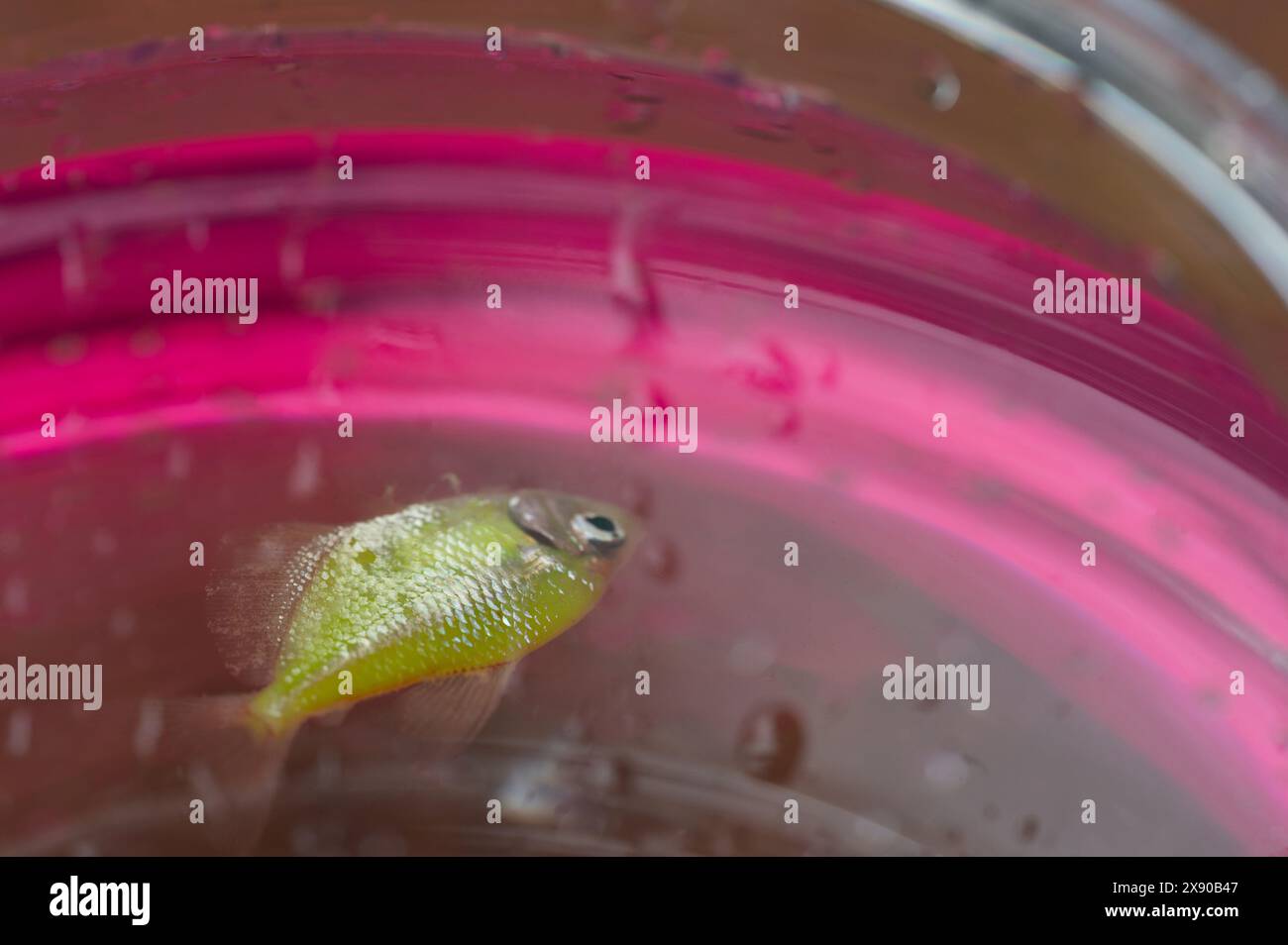 Floating gold color aquarium fish died macro close up view Stock Photo ...