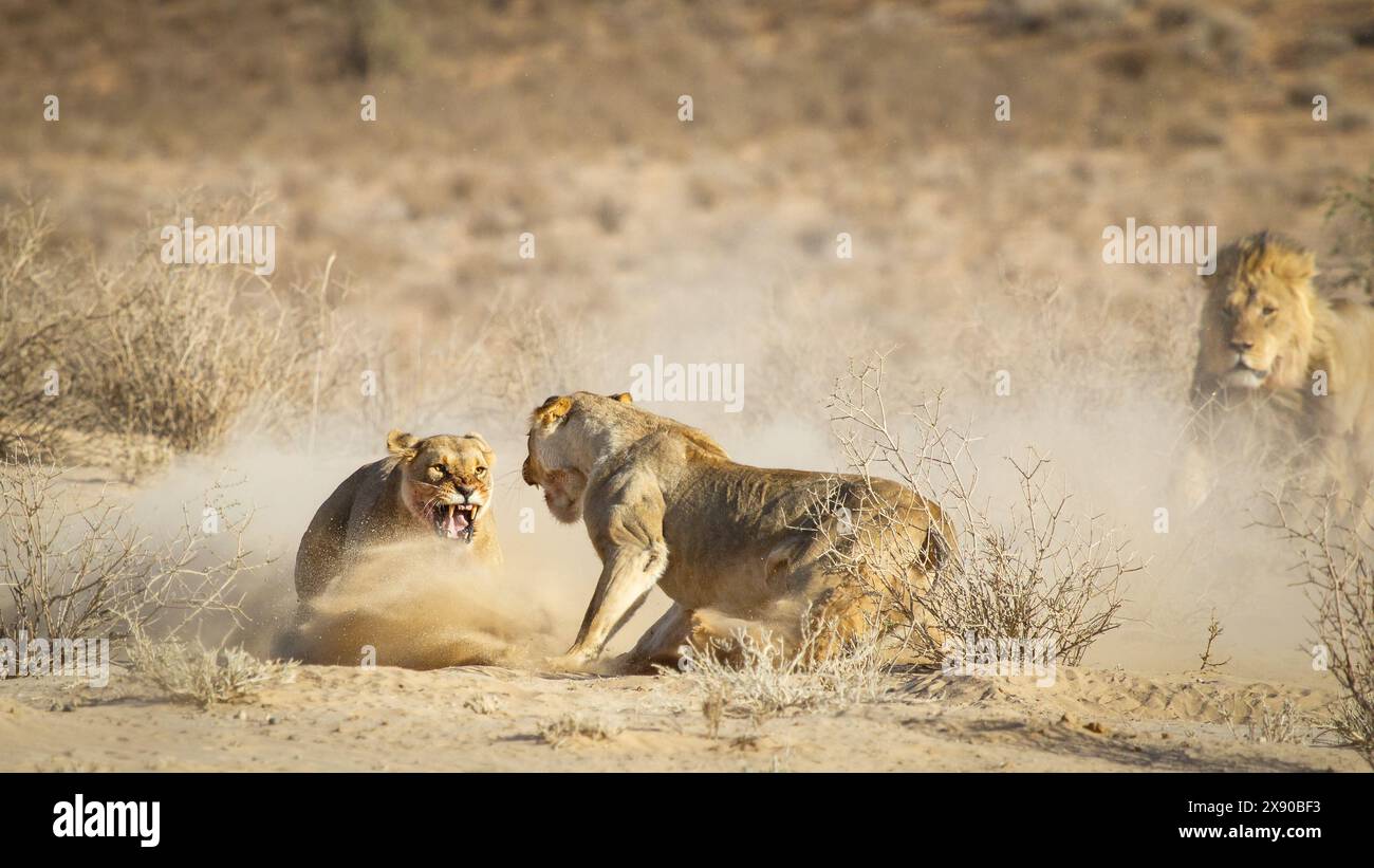 In the morning light, two Kalahari lionesses engage in an epic battle ...