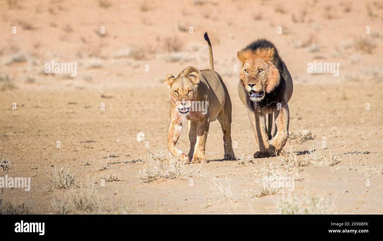 In the dawn’s glow, a Kalahari lion and lioness stride together ...