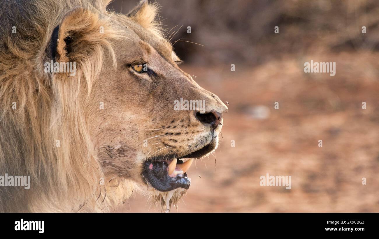 The Young Kalahari lion stares at its prey, crimson mane hinting at ...