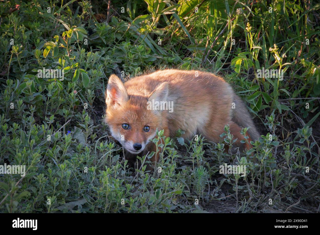 cute red fox cub near the den (Vulpes vulpes Stock Photo - Alamy