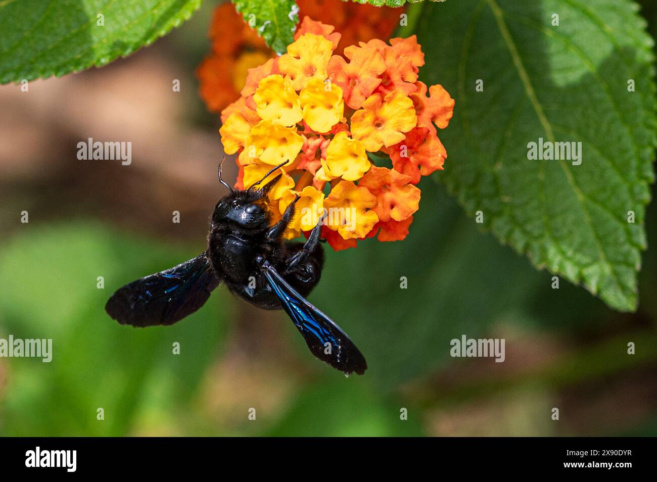 Large male Violet Carpenter Bee, Xylocopa violacea, feeding from orange ...