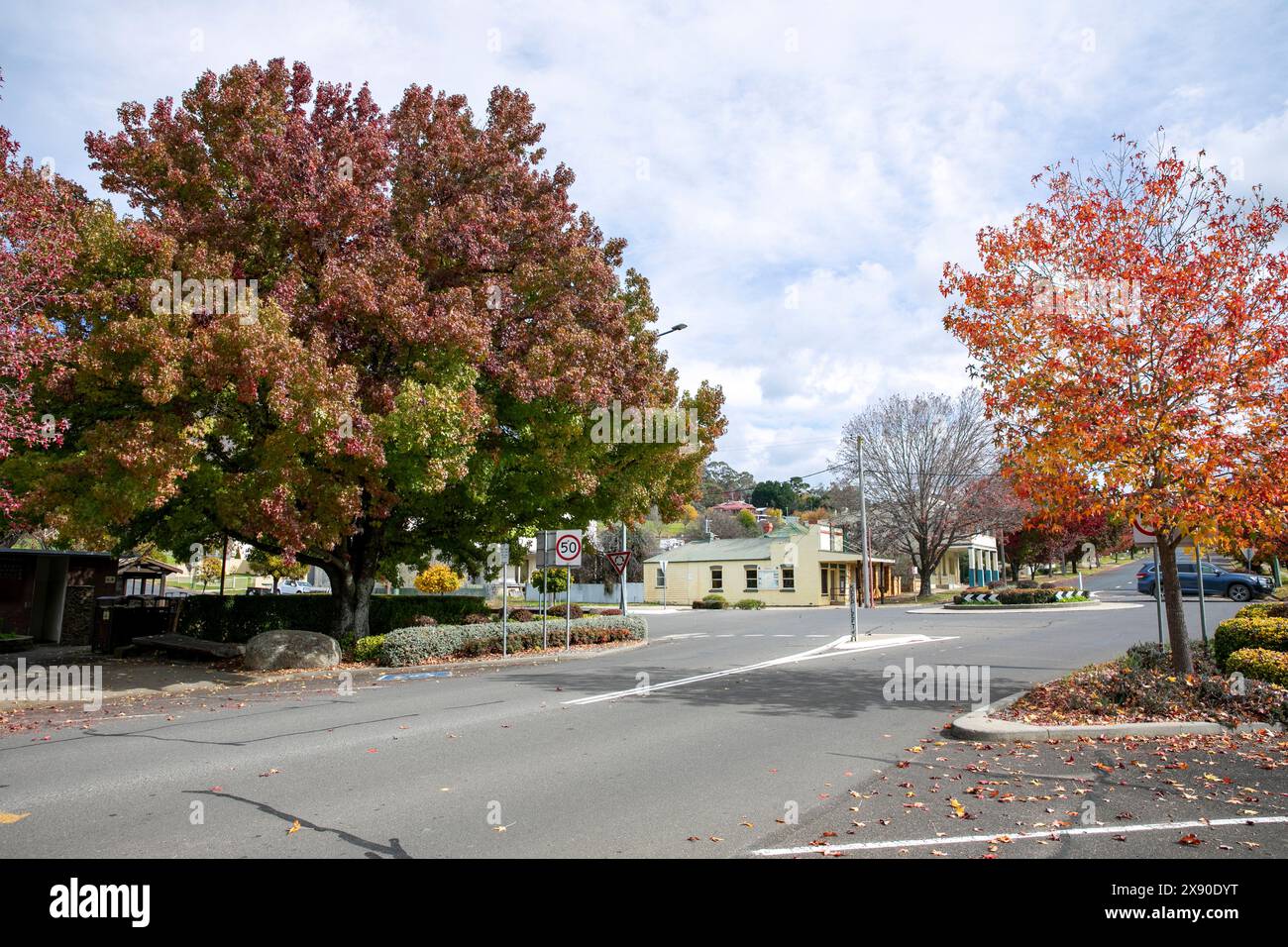 Australia, autumn tree leaf colour in Walcha, australian town in the ...