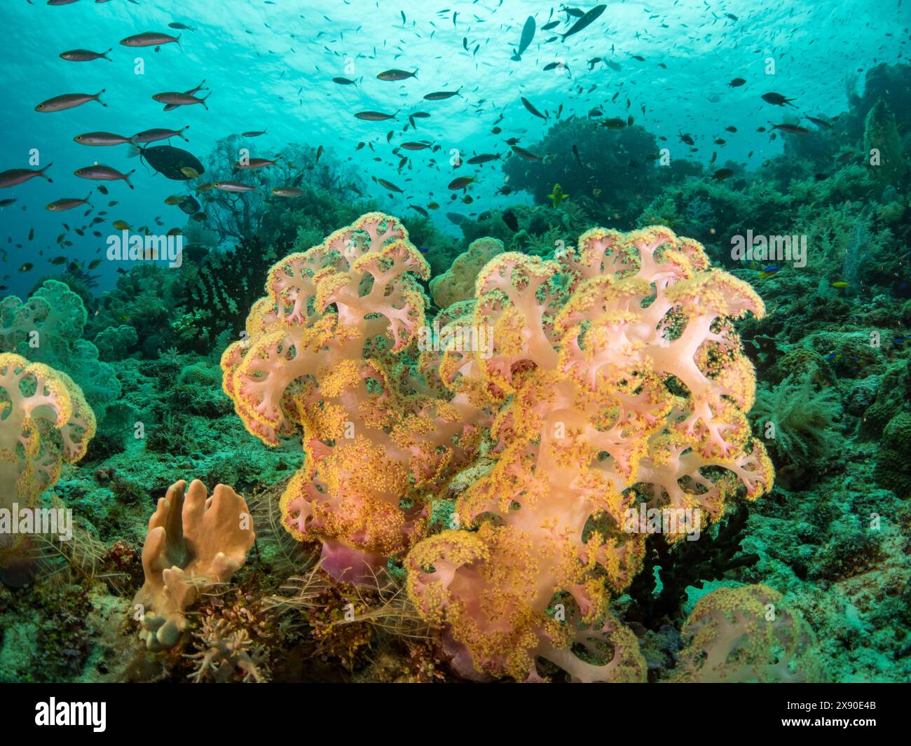 Beautiful soft corals and fish while diving at Misool Island, Raja ...