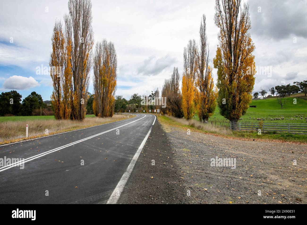 Australia, autumn colours in the trees beside Oxley highway road ...