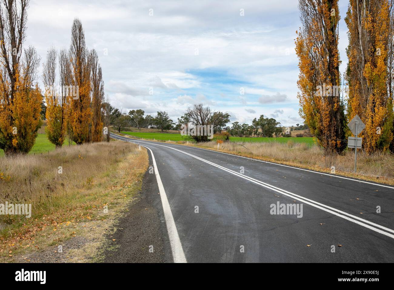 Australia, autumn colours in the trees beside Oxley highway road ...