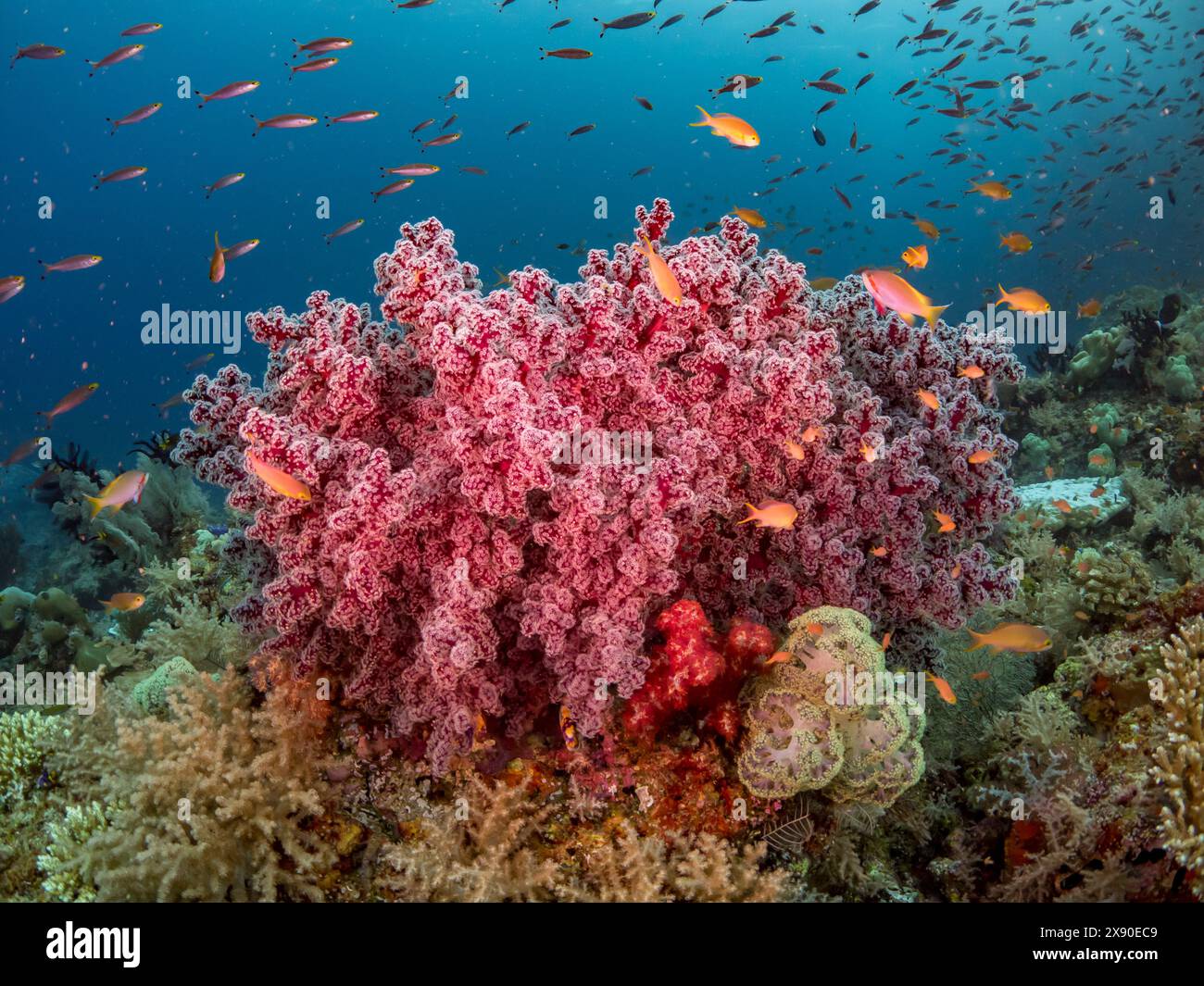 Beautiful soft corals and fish while diving at Misool Island, Raja ...