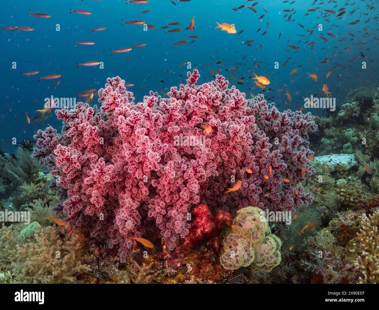 Beautiful soft corals and fish while diving at Misool Island, Raja ...