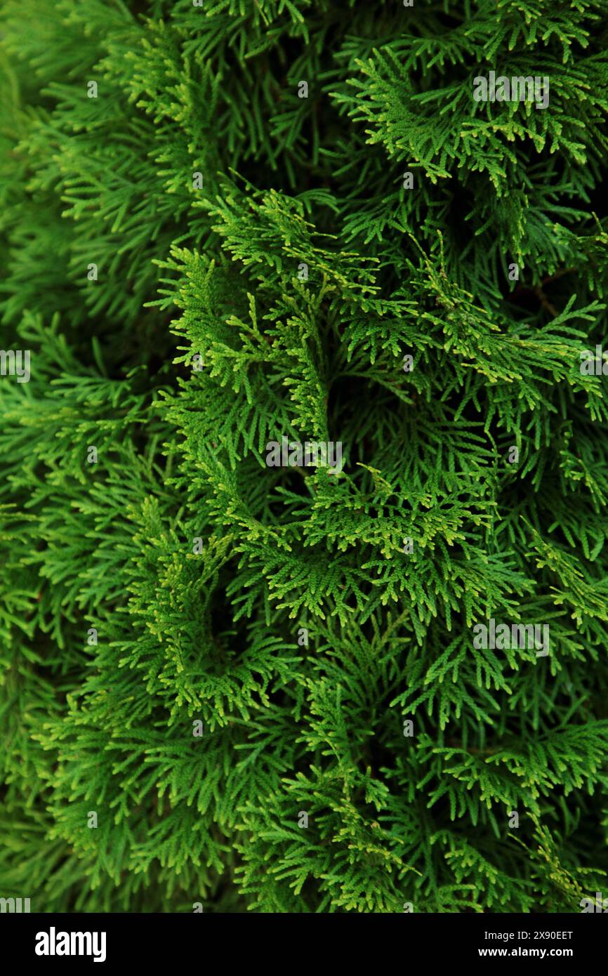 Green thuja close up photo. Background wallpaper. Thuja hedgerow ...