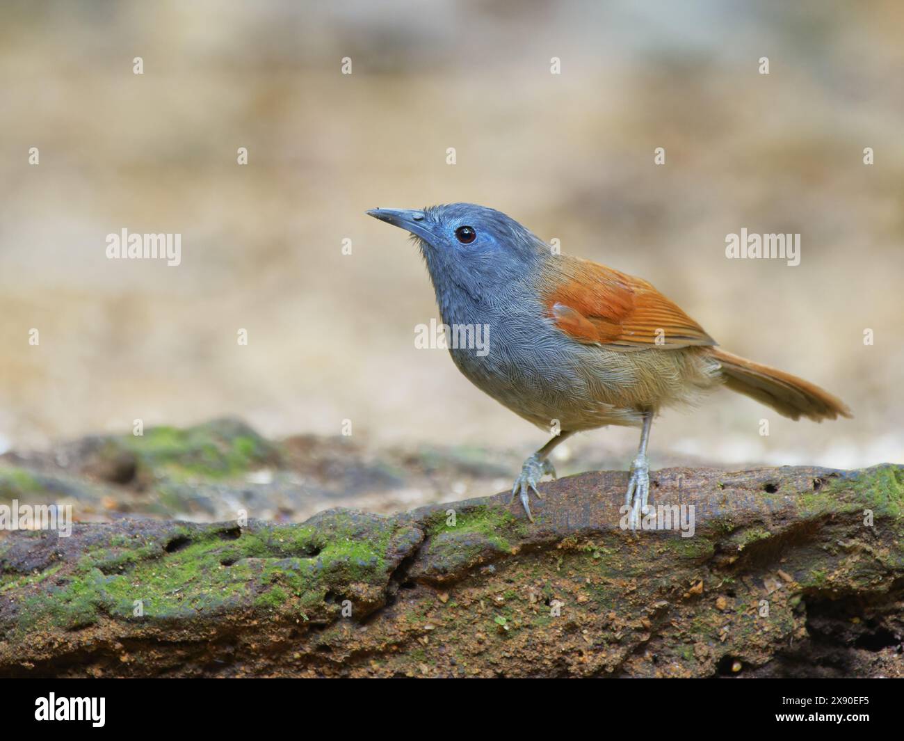 Cyanoderma bicolour hi-res stock photography and images - Alamy