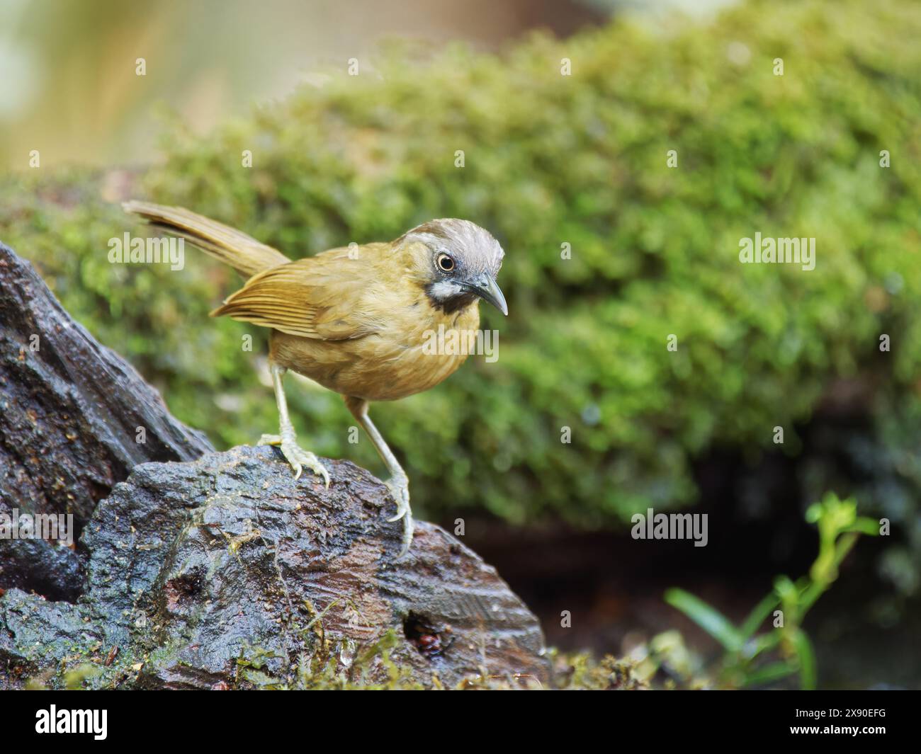 Grey Throated Babbler Stachyris nigriceps Sabah, Malaysia, Borneo, SE ...