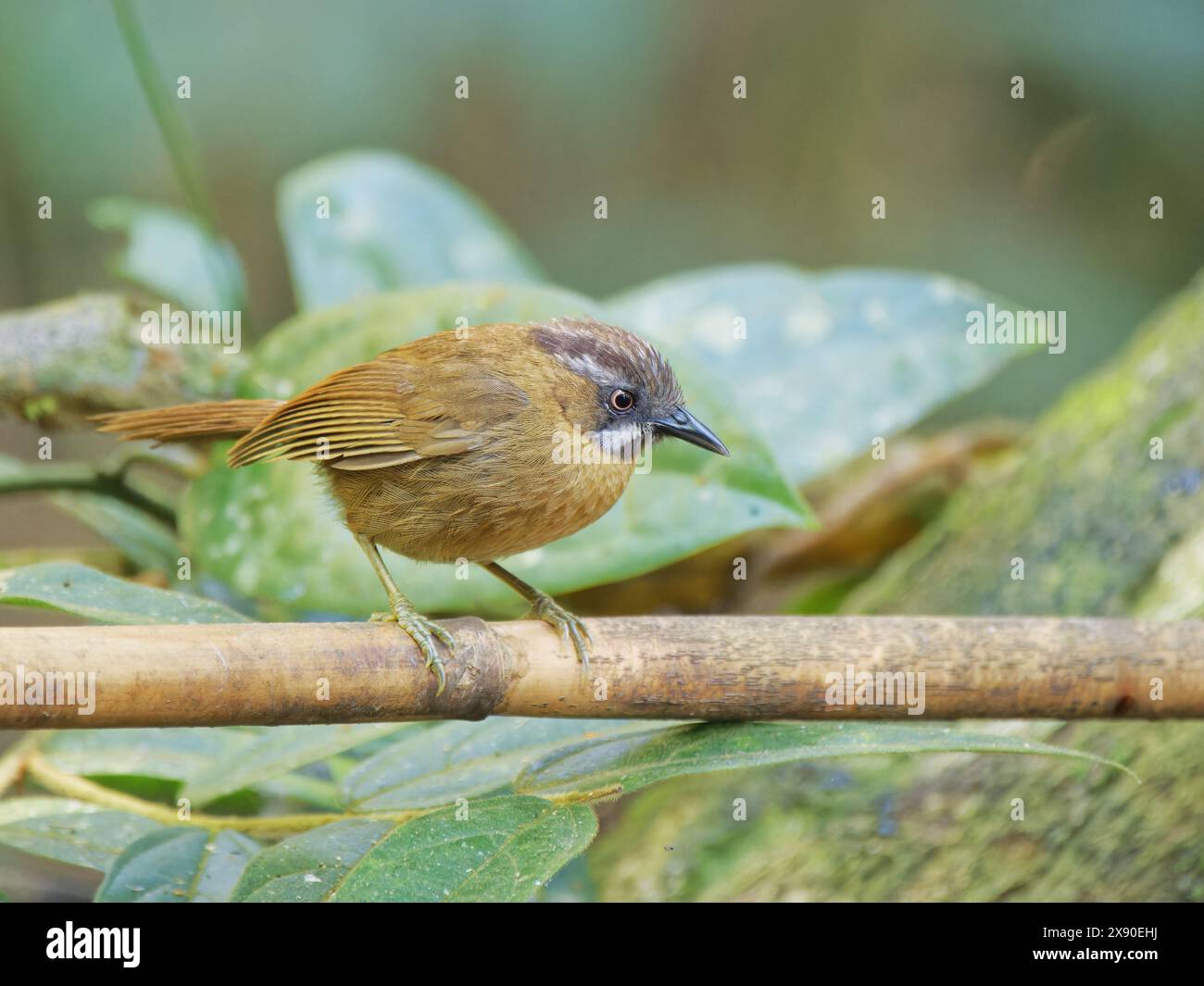 Grey Throated Babbler Stachyris nigriceps Sabah, Malaysia, Borneo, SE ...