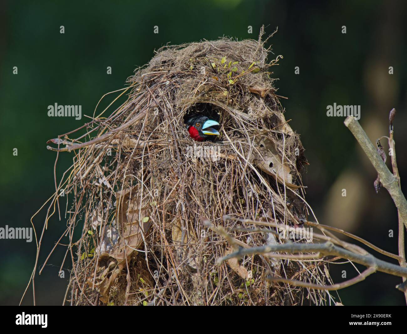 Nesting broadbill hi-res stock photography and images - Alamy