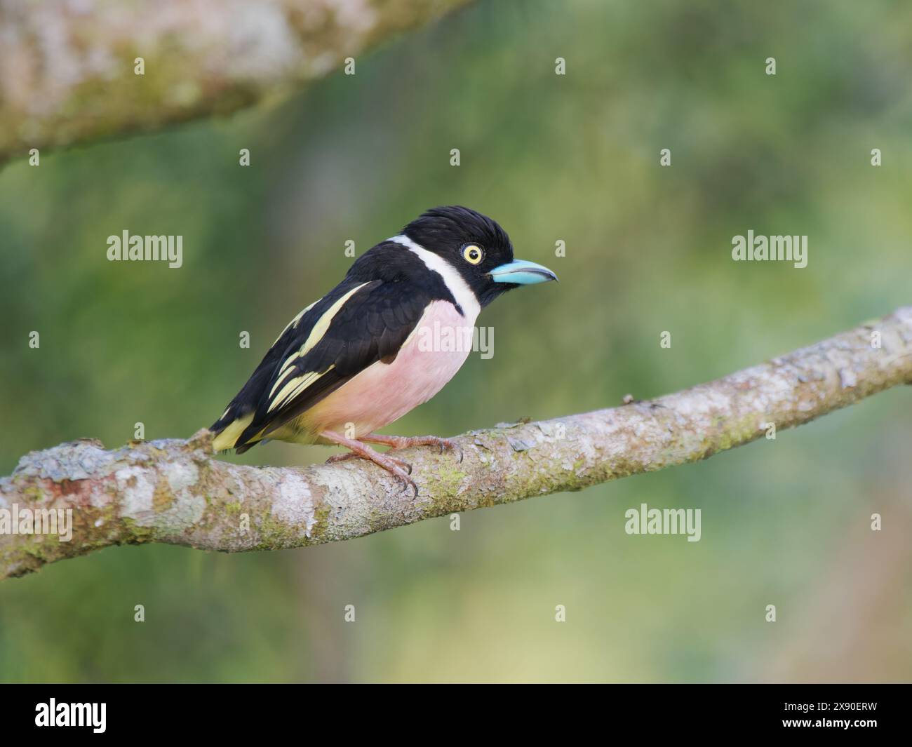 Black and Yellow Broadbill Eurylaimus ochromalus Sabah, Malaysia ...