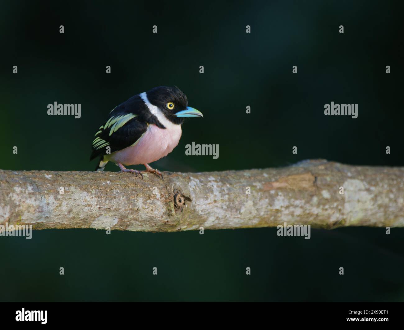Black and Yellow Broadbill Eurylaimus ochromalus Sabah, Malaysia ...