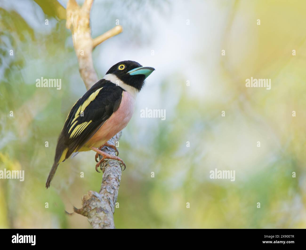 Black and Yellow Broadbill Eurylaimus ochromalus Sabah, Malaysia ...