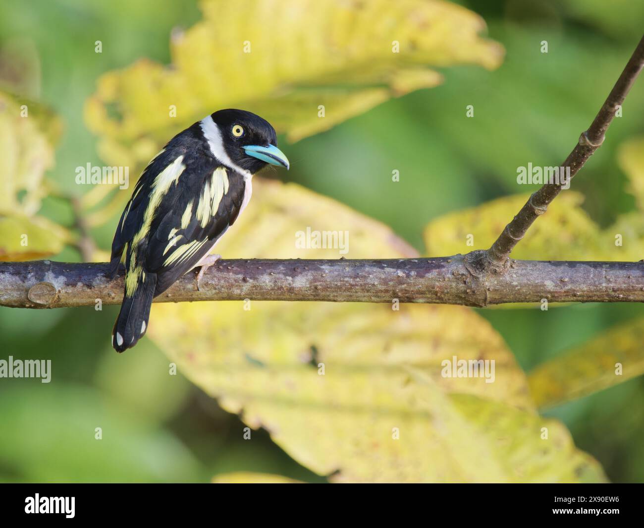 Black and Yellow Broadbill Eurylaimus ochromalus Sabah, Malaysia ...