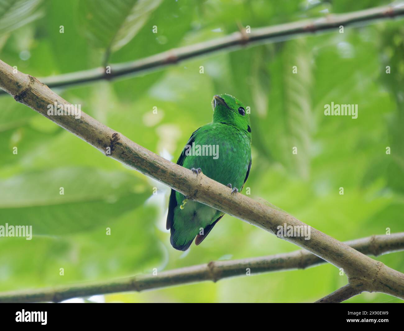 Green Broadbill Calyptomena viridis Sabah, Malaysia, Borneo, SE Asia ...
