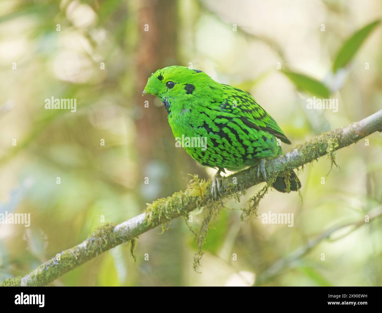 Whitehead's Broadbill Calyptomena whiteheadi Sabah, Malaysia, Borneo ...