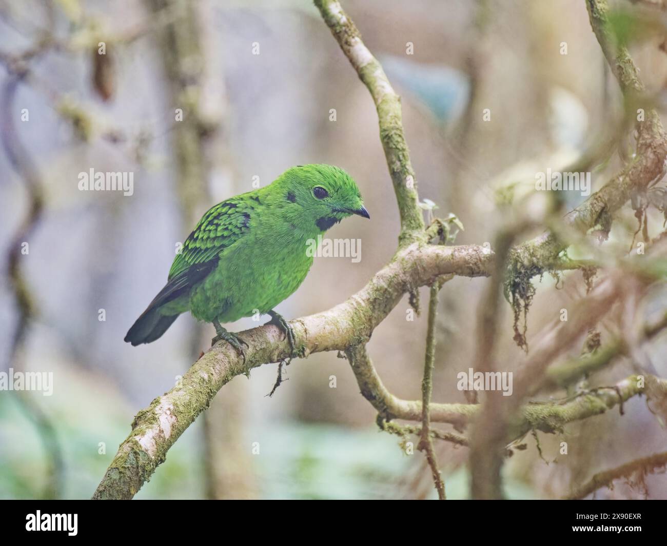 Whitehead's Broadbill Calyptomena whiteheadi Sabah, Malaysia, Borneo ...