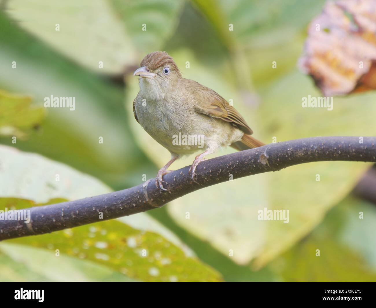 Charlotte’s Bulbul Iole charlottae Sabah, Malaysia, Borneo, SE Asia ...